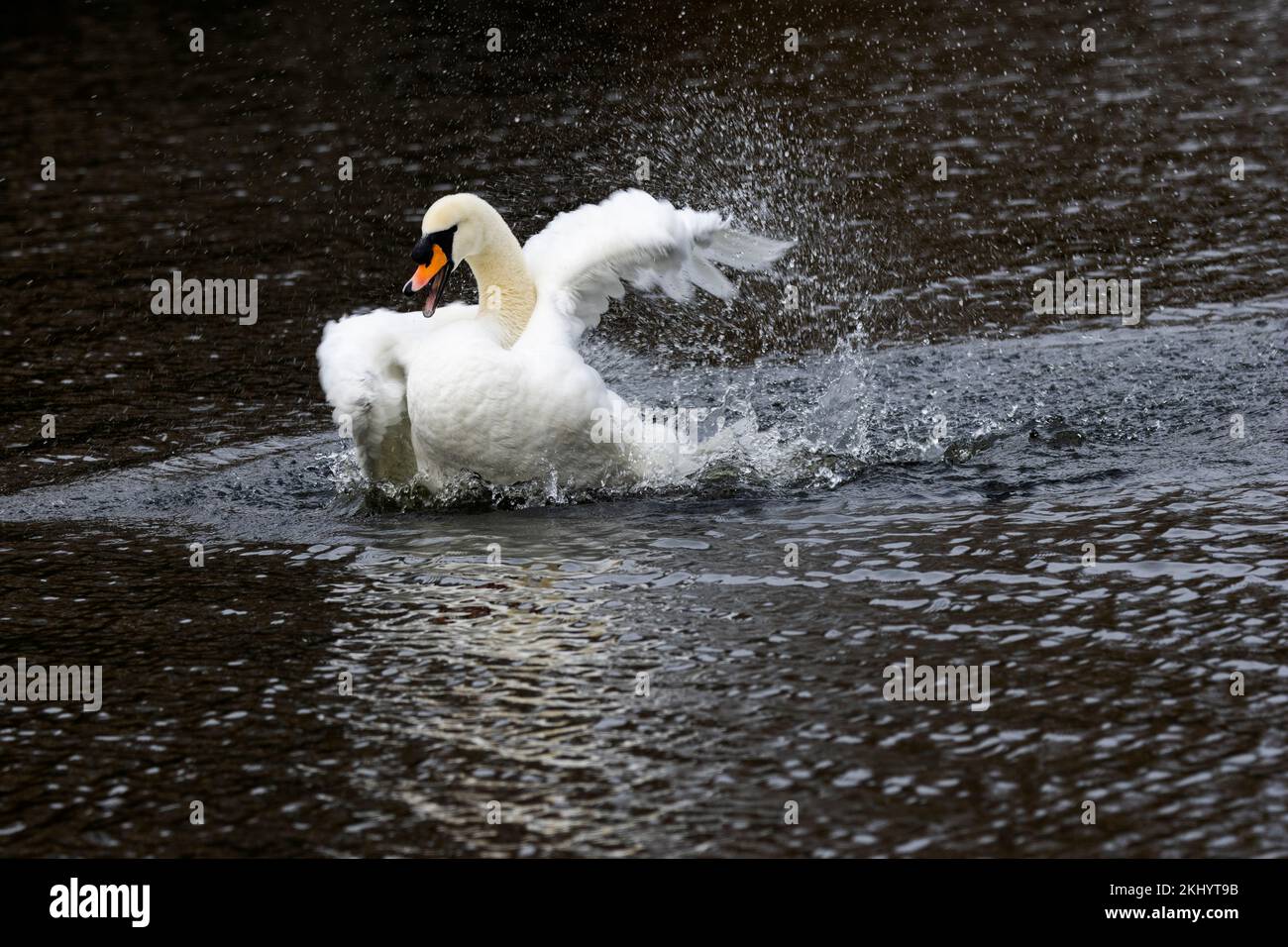 A Mute Swan has a vigorous bath. As one of the largest and heaviest of ...