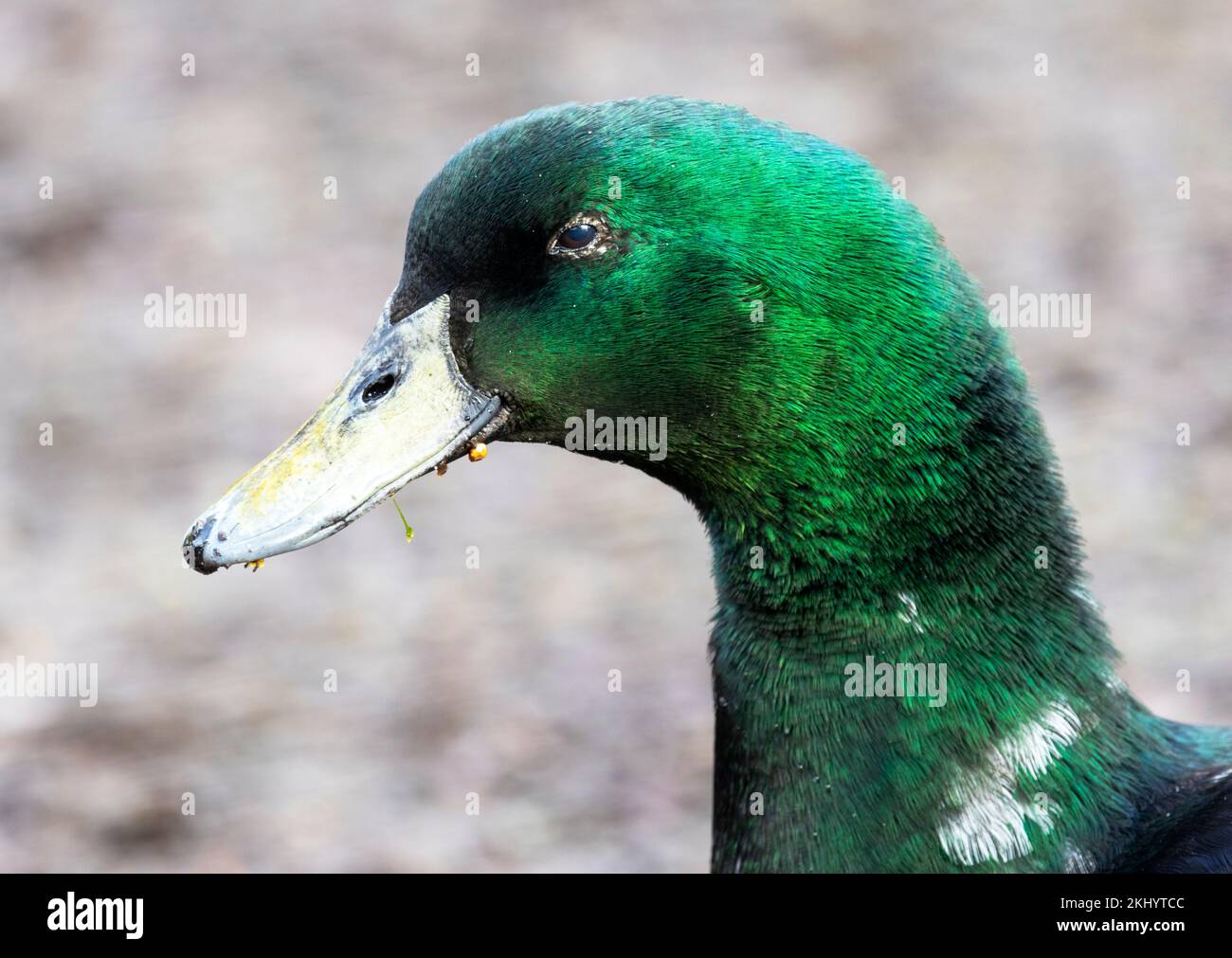 Light refraction duck hi-res stock photography and images - Alamy