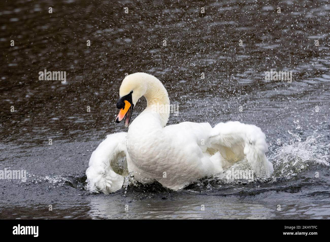 A Mute Swan has a vigorous bath. As one of the largest and heaviest of ...