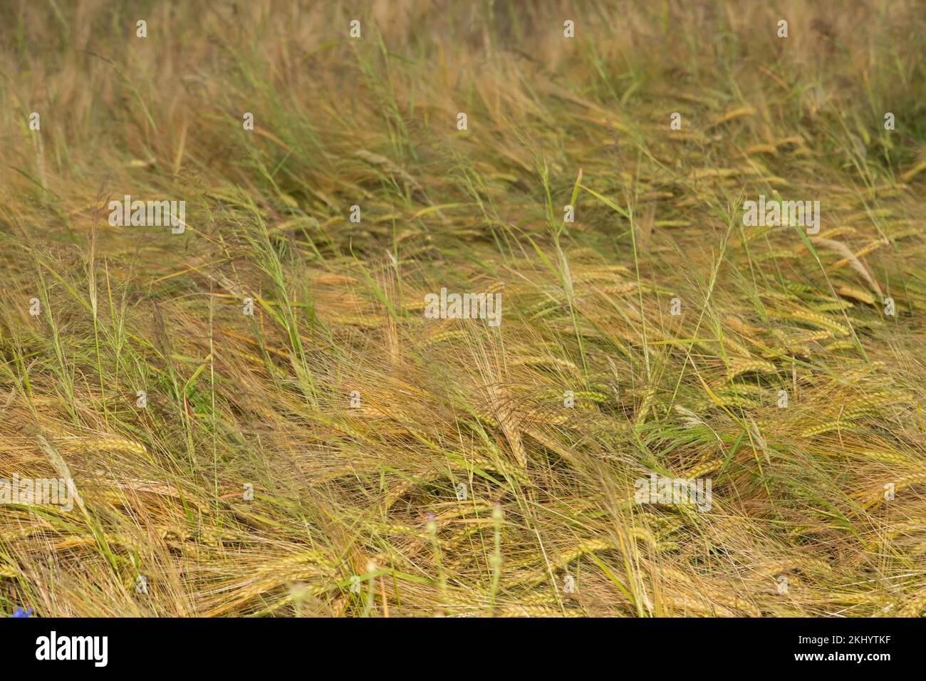 Wind up ear hi-res stock photography and images - Alamy