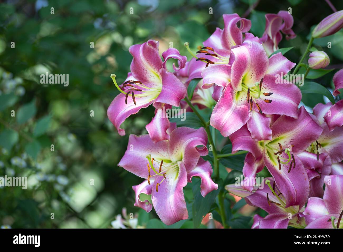 Pretty purple lilies in the garden Stock Photo - Alamy