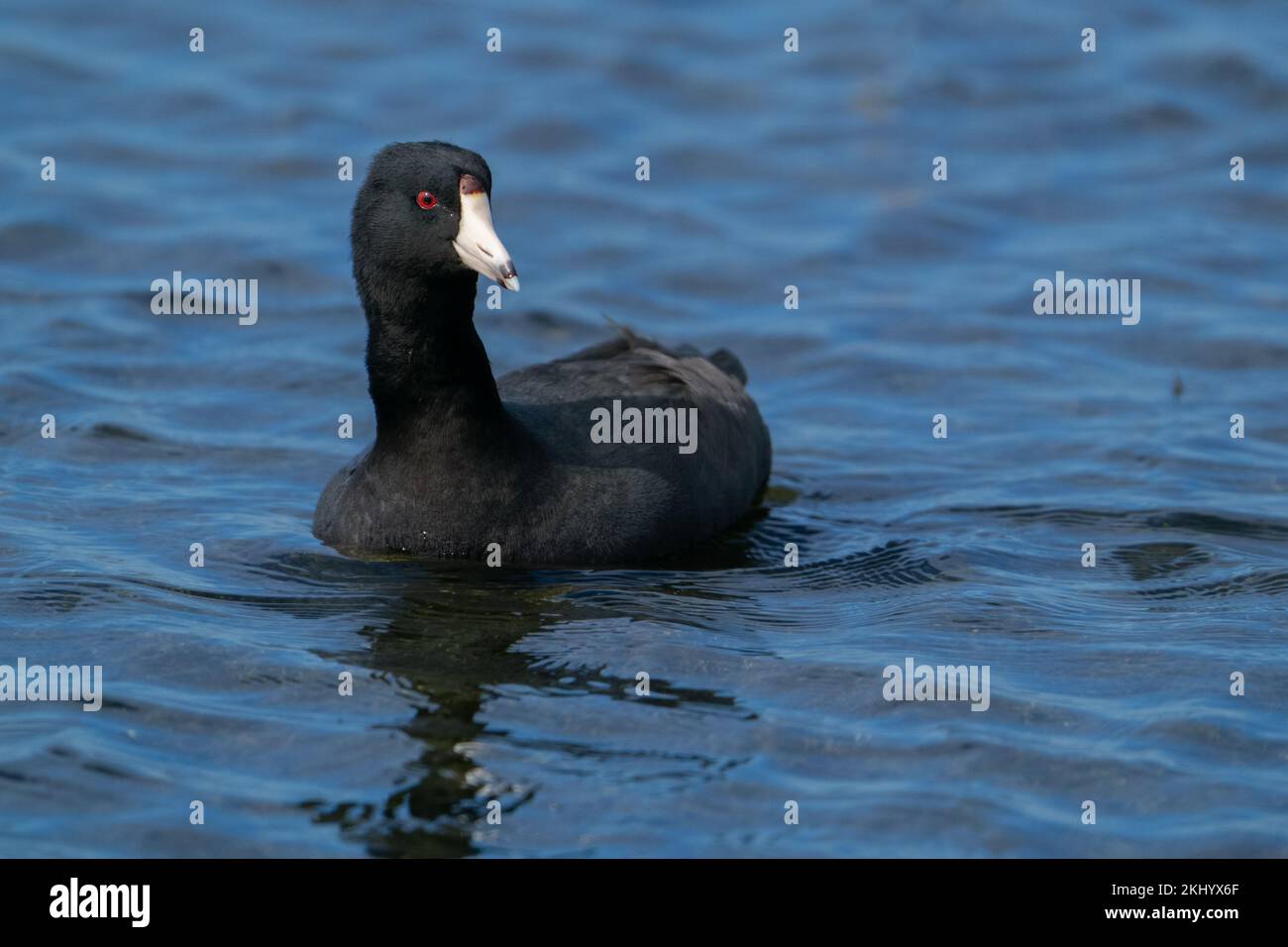 Animals swimming black coot coot hi-res stock photography and images ...