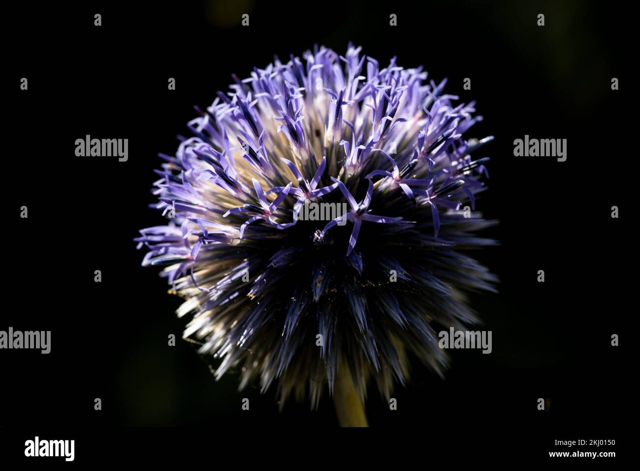 A closeup of a Echinops setifer Stock Photo - Alamy
