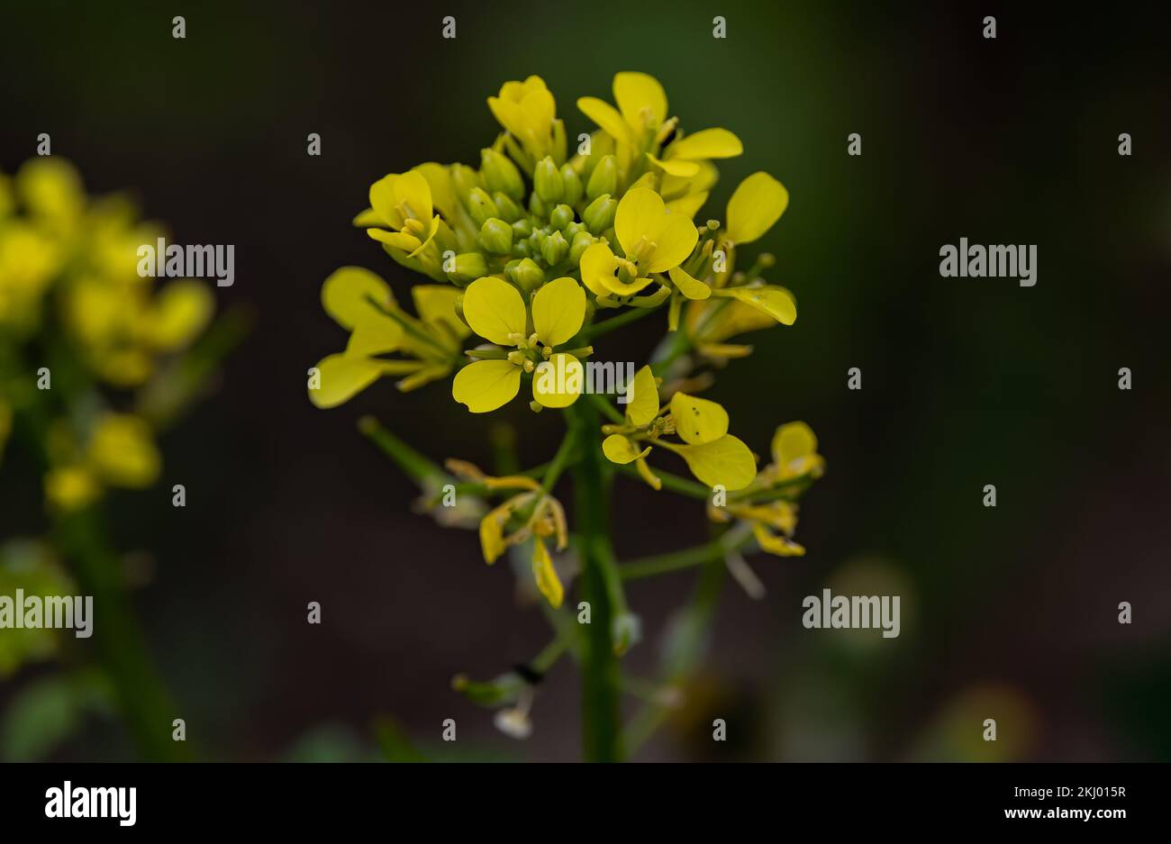 Sinapis arvensis plant hi-res stock photography and images - Alamy