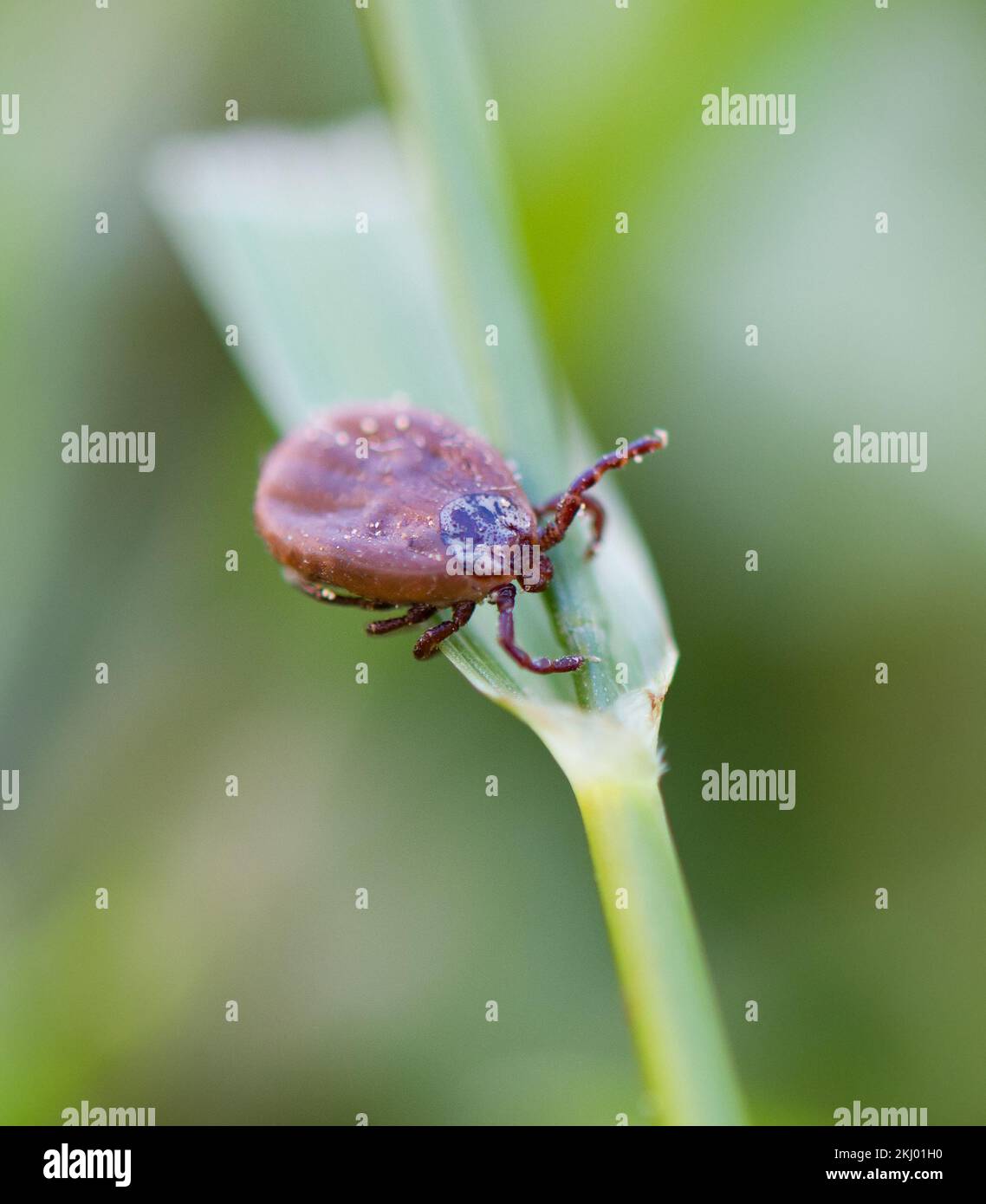 Deer tick sleeping on grass stalk. Ixodes ricinus. The dangerous ...