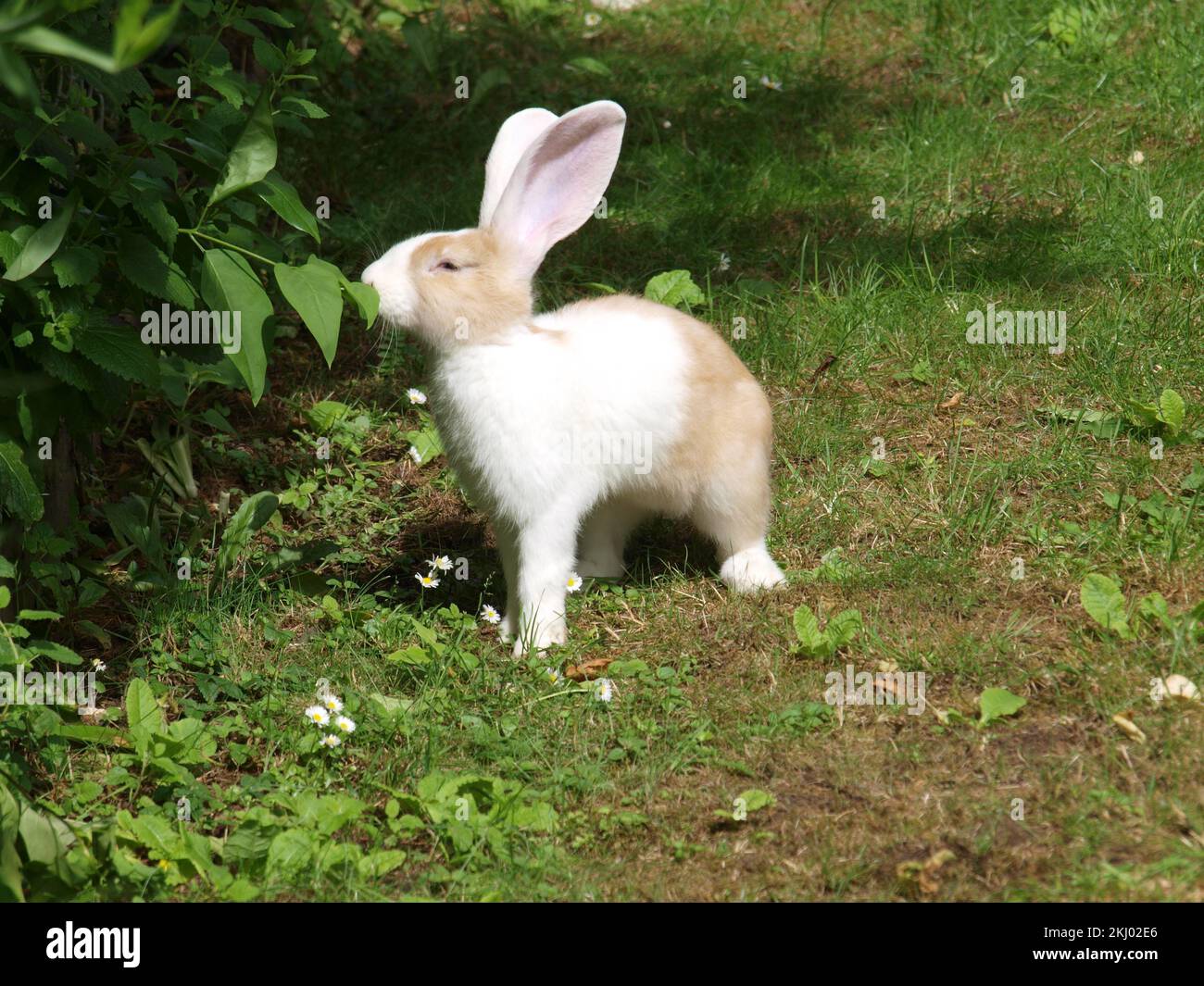 Rabbit eating a leaf hi-res stock photography and images - Alamy