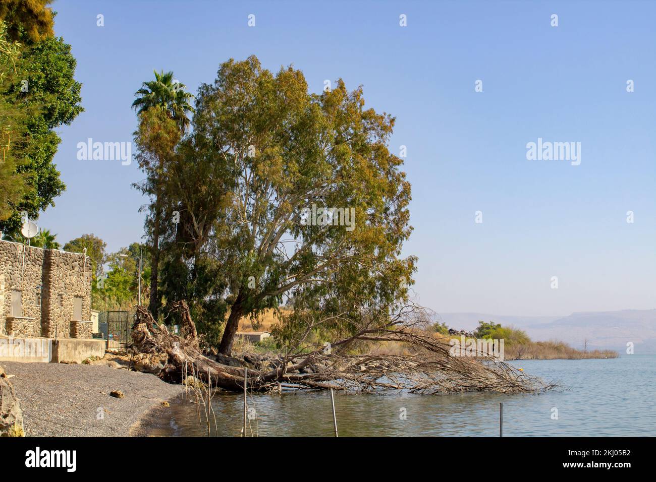 4 November 2022 Large Eucalypyus trees growing on the shore of a small ...