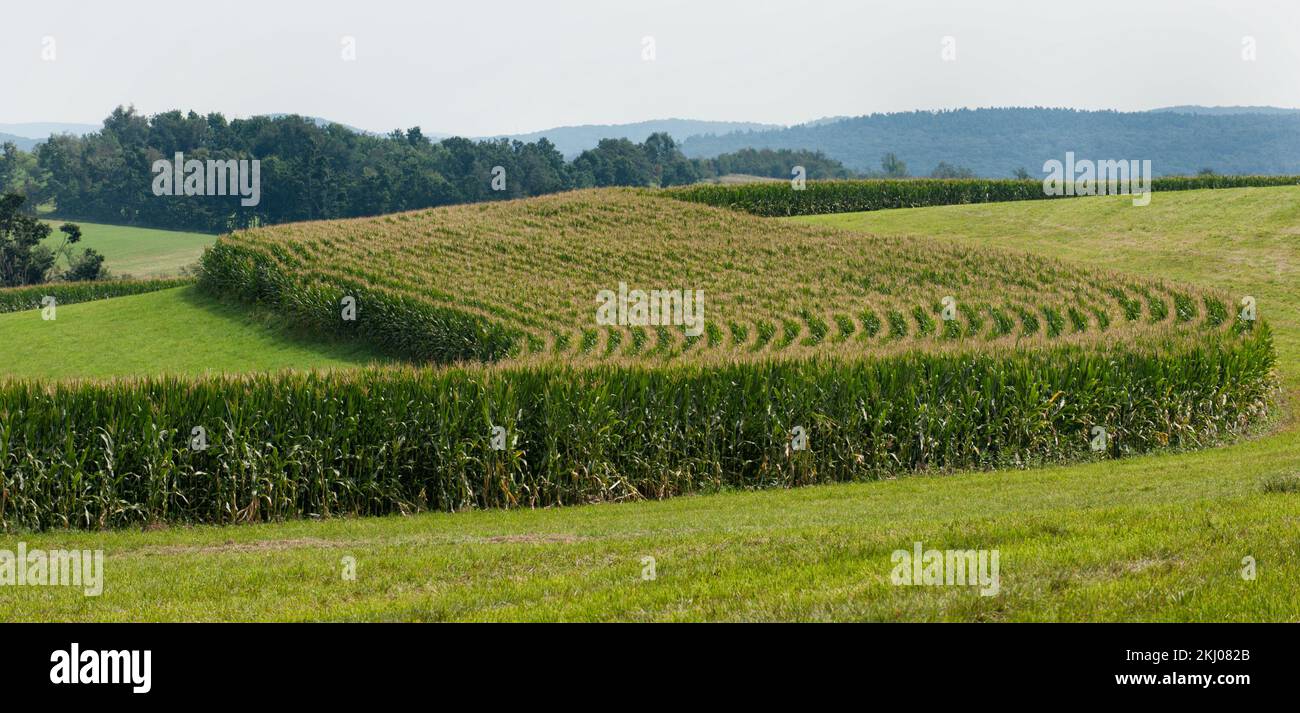 Corn field with unique design Stock Photo - Alamy