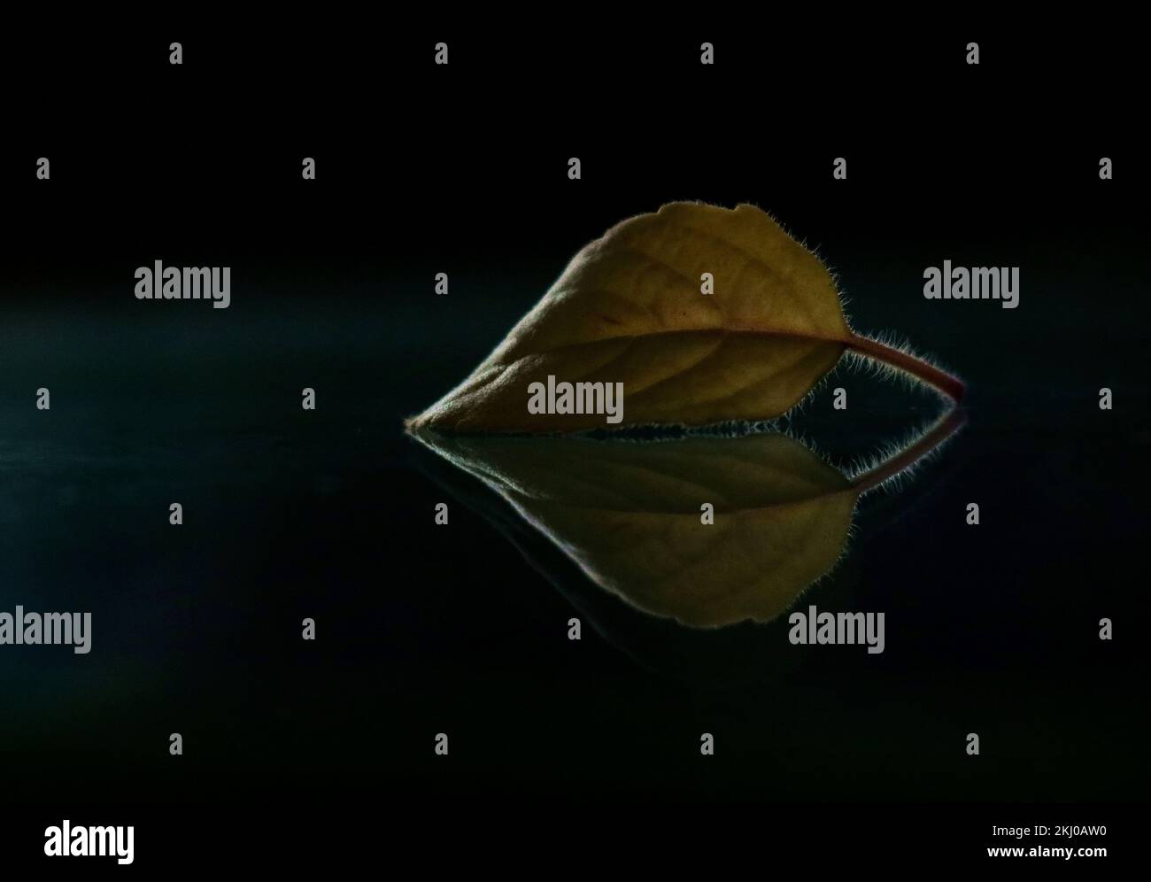 Reflection of Leaf Stock Photo - Alamy