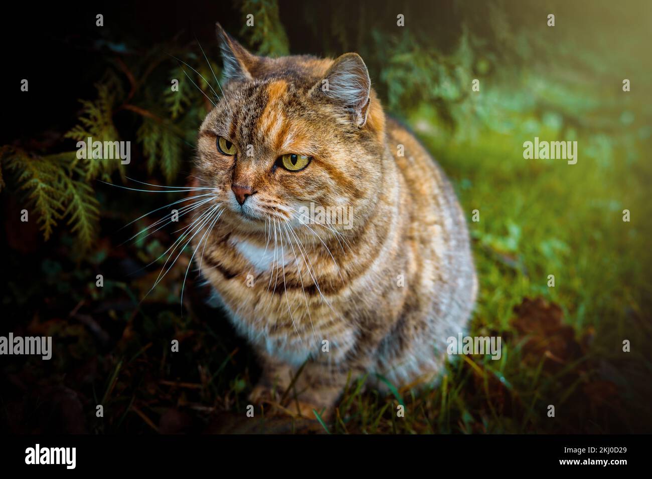 A closeup of an angry cat sitting on a grass Stock Photo - Alamy