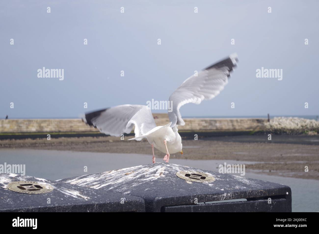 Jump off fly off hi-res stock photography and images - Alamy