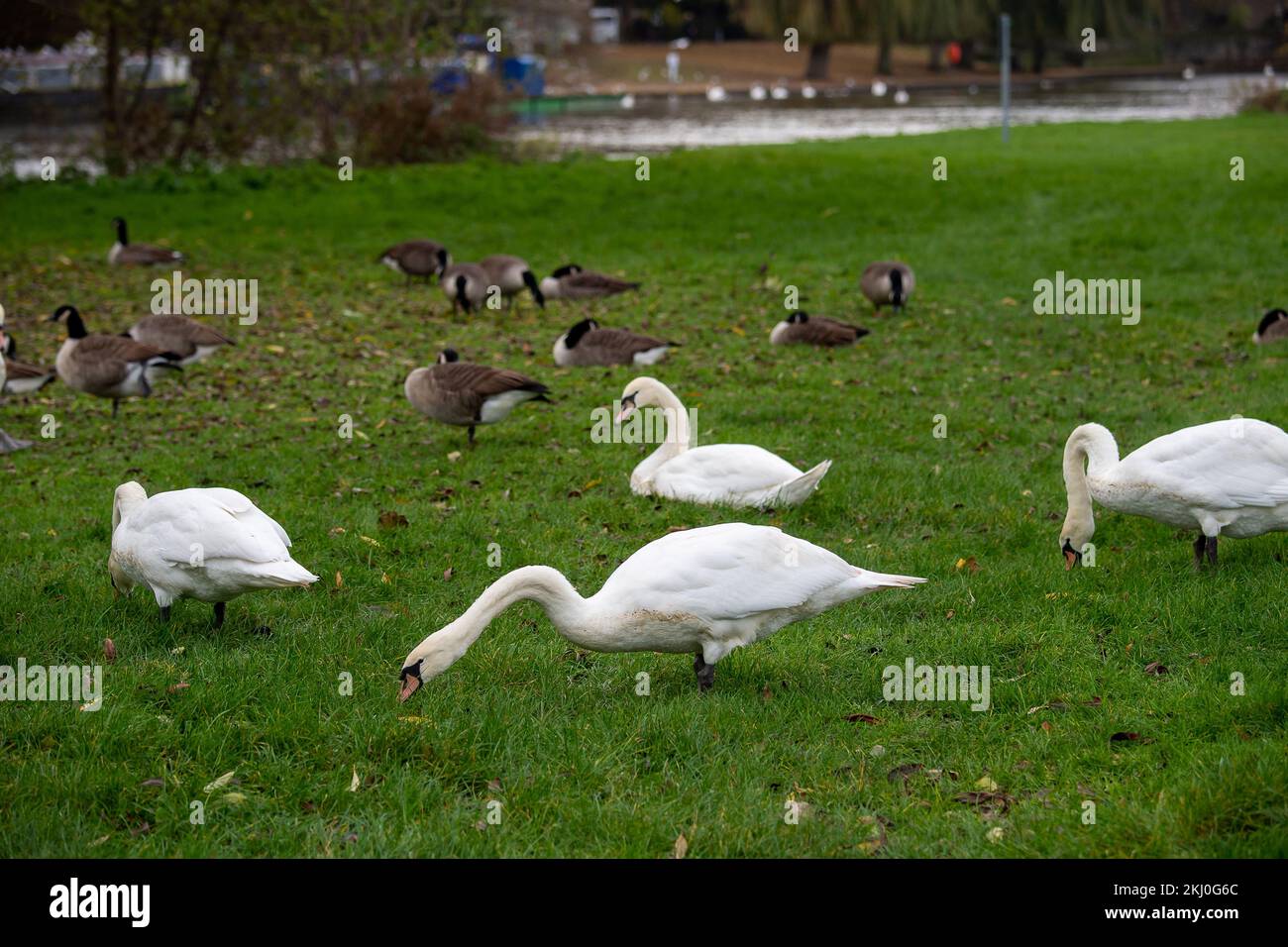 Dead canada geese hi-res stock photography and images - Alamy