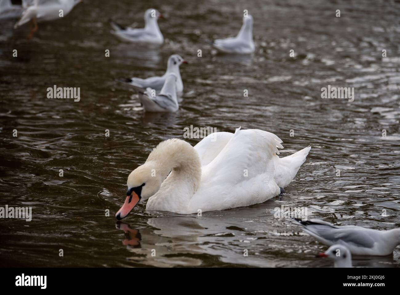 Dead canada geese hi-res stock photography and images - Alamy
