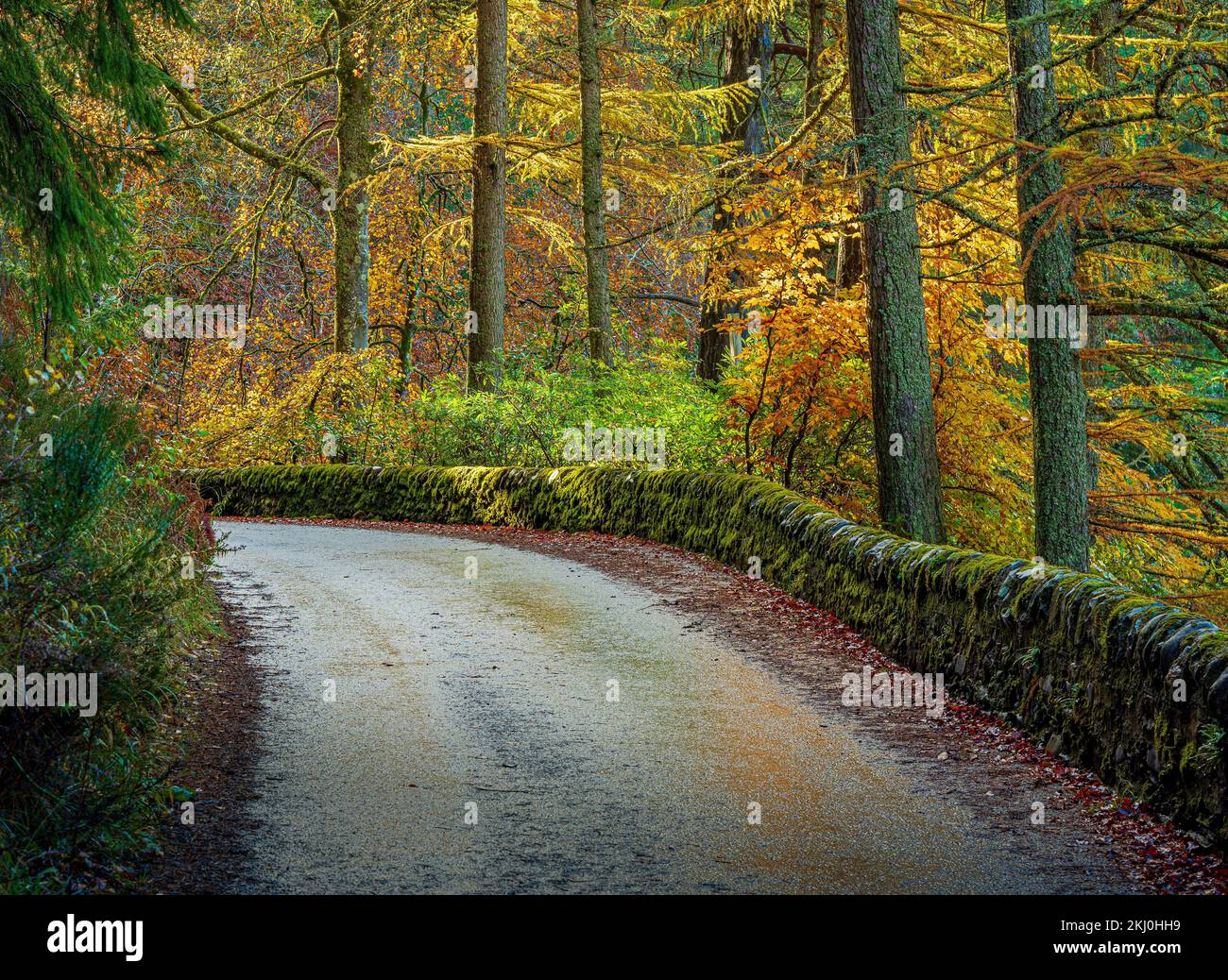 Autumn scene in a Scottish woodland Stock Photo - Alamy