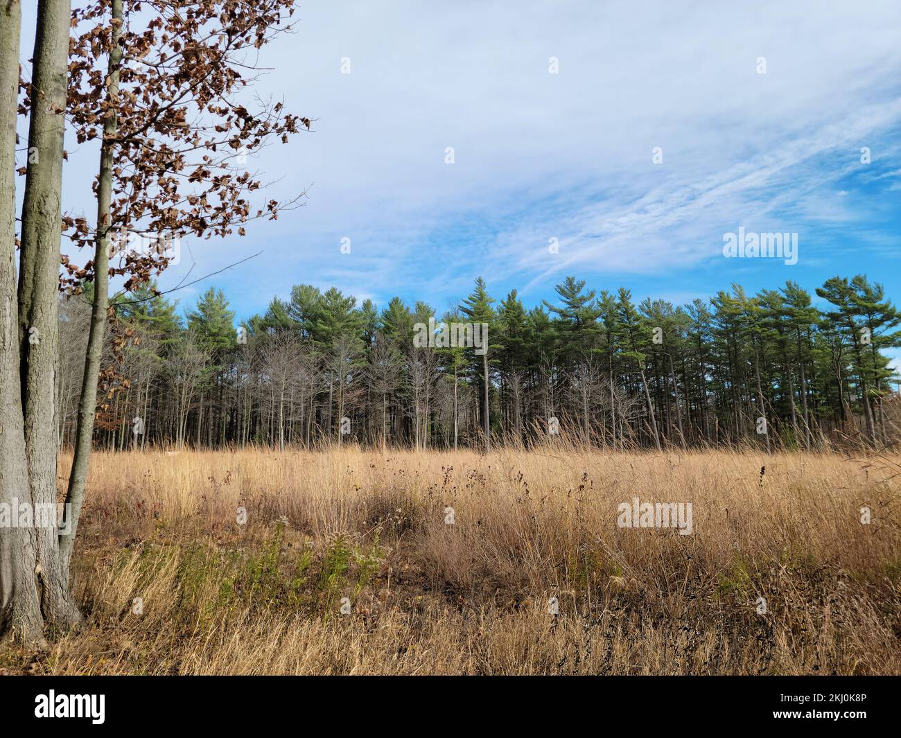 Rural autumn field landscape with dried weeds and pine trees Stock ...
