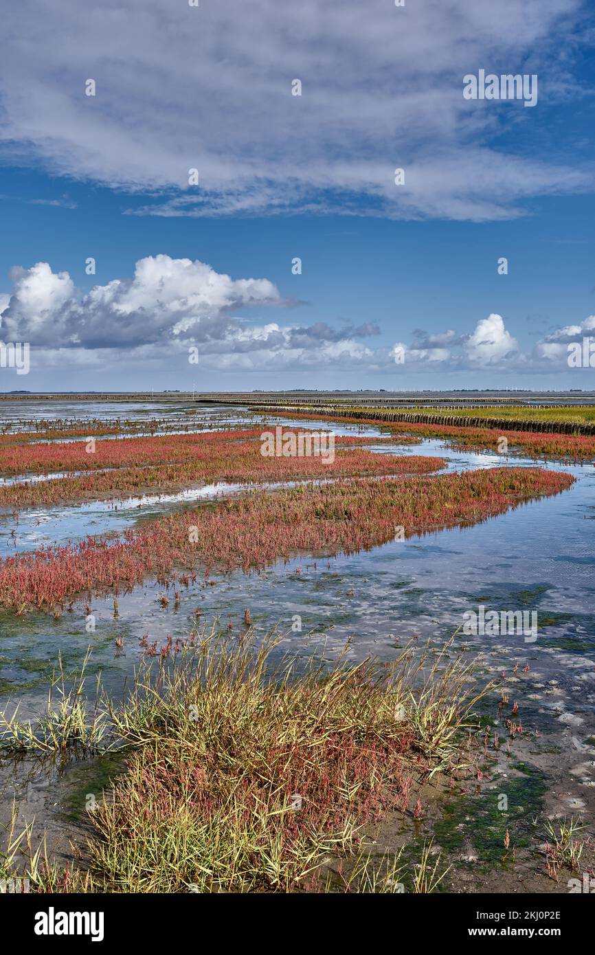 Salicornia salt marsh hi-res stock photography and images - Alamy