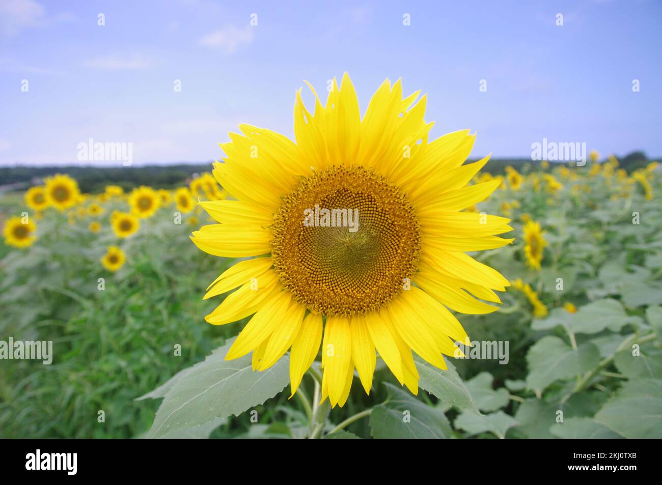 Girasol hi-res stock photography and images - Alamy