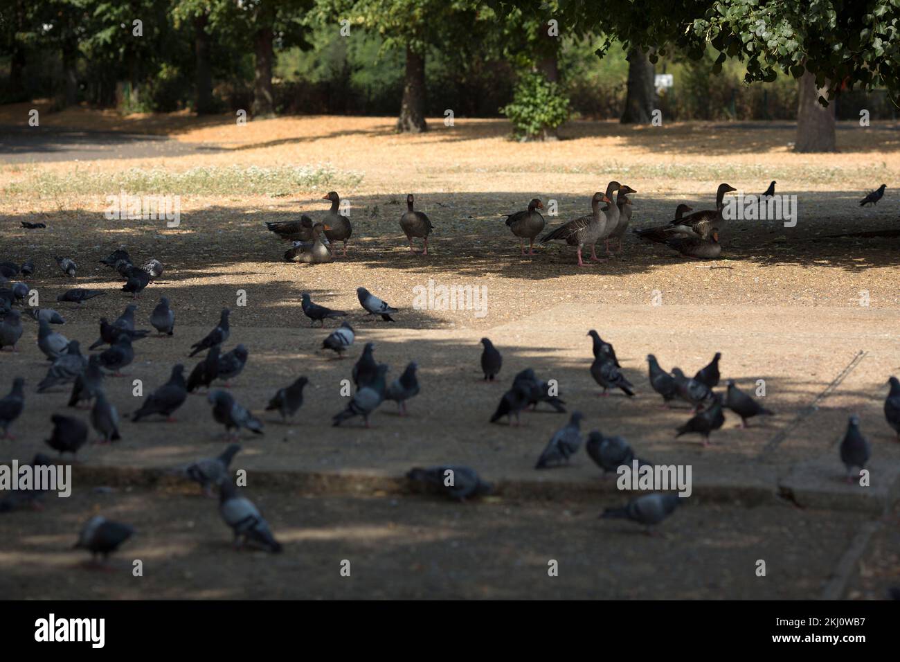 Geese and pigeons are seen in the shade in a park in Ilford, East ...