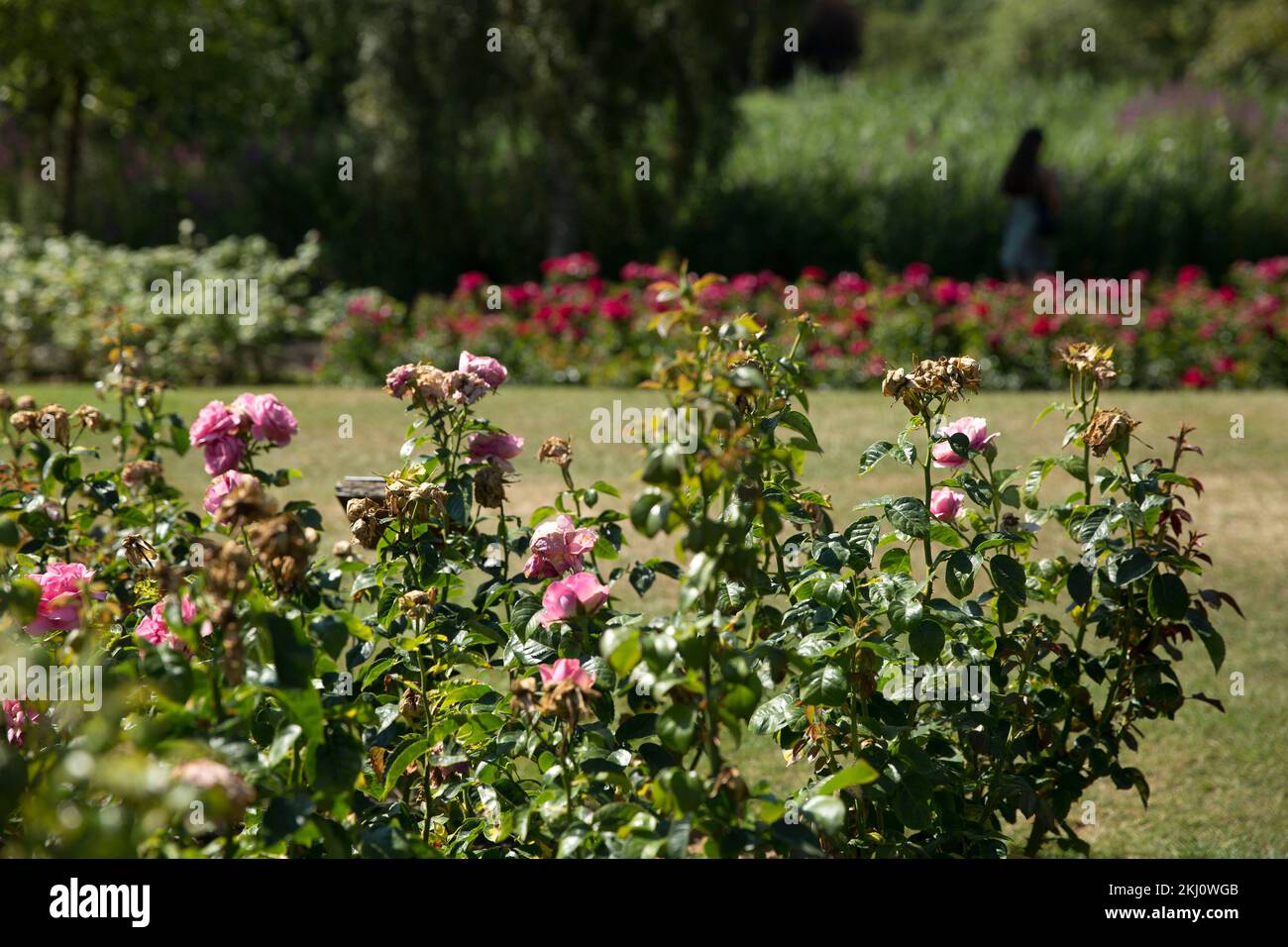 Dried-up flowers are seen in a parched Regent’s Park in London Stock ...