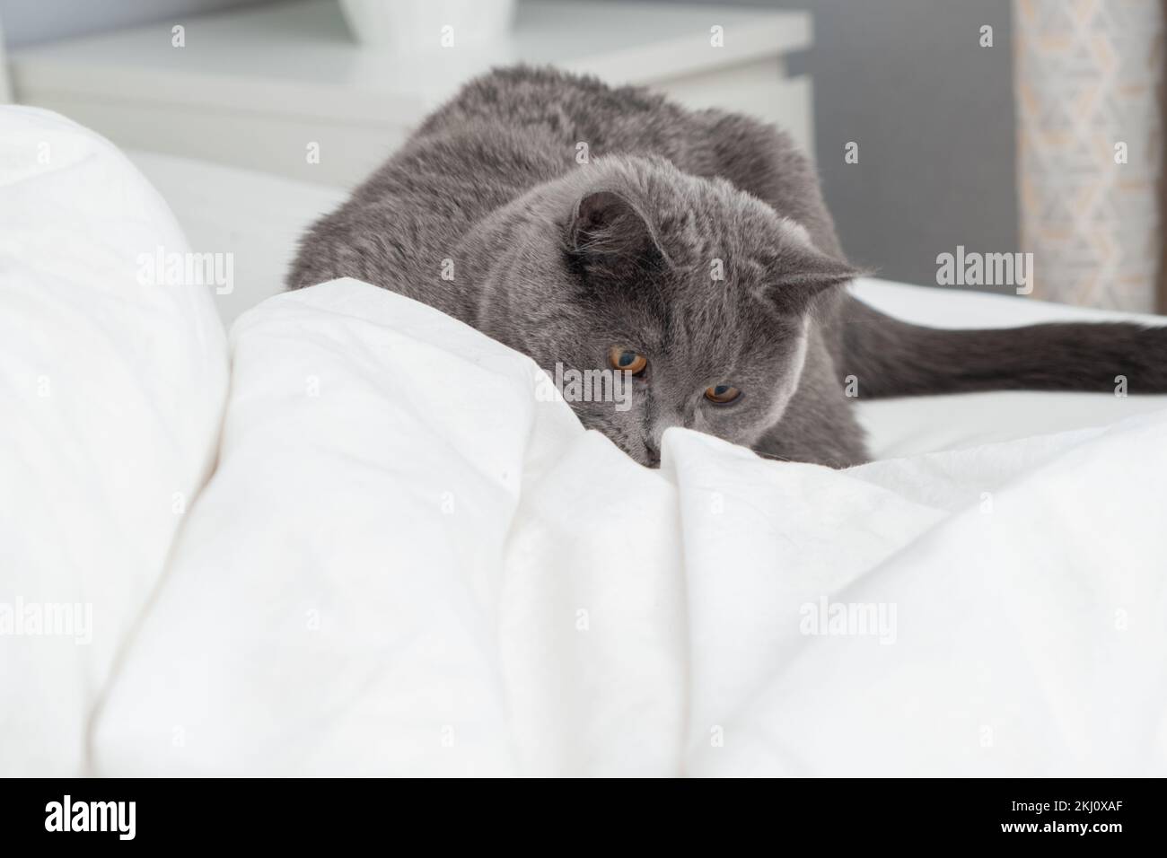 Grey cat chartreuse plays with a man's hand peeking out from under the ...