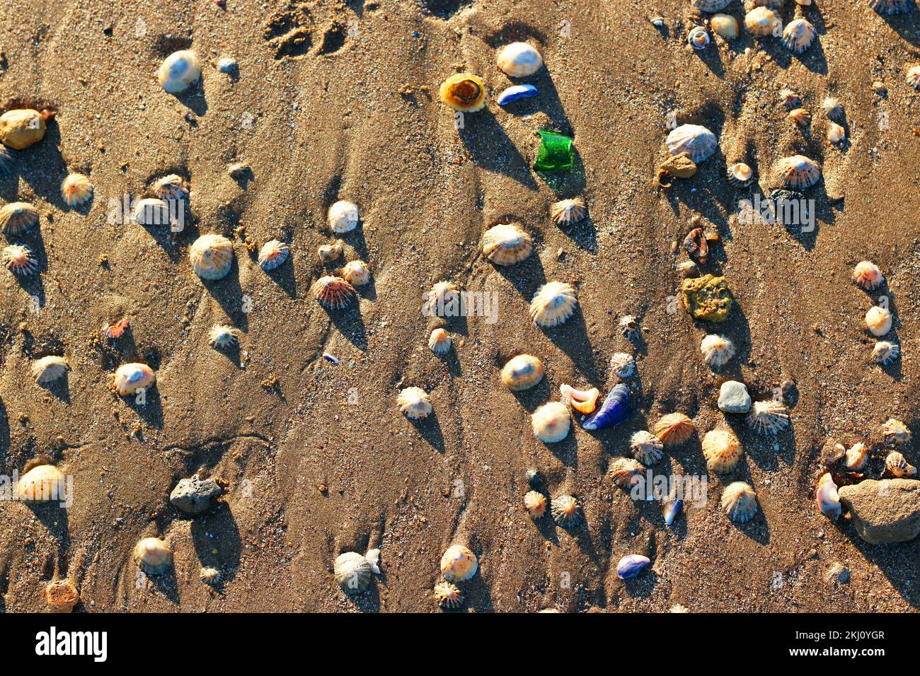 Wet shells hi-res stock photography and images - Alamy
