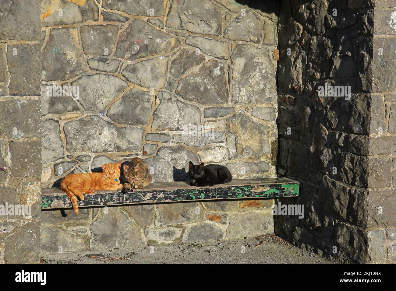 Three cats sunbathing in a bus stop or bus shelter Stock Photo - Alamy