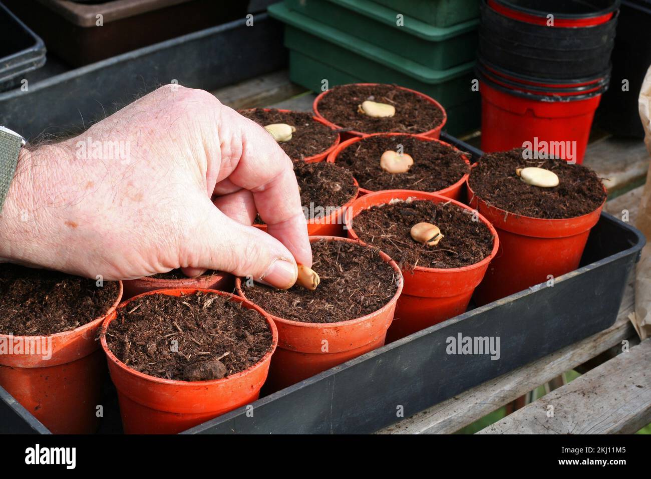 Broad bean seeds on top of compost in pots ready to be sown or planted ...
