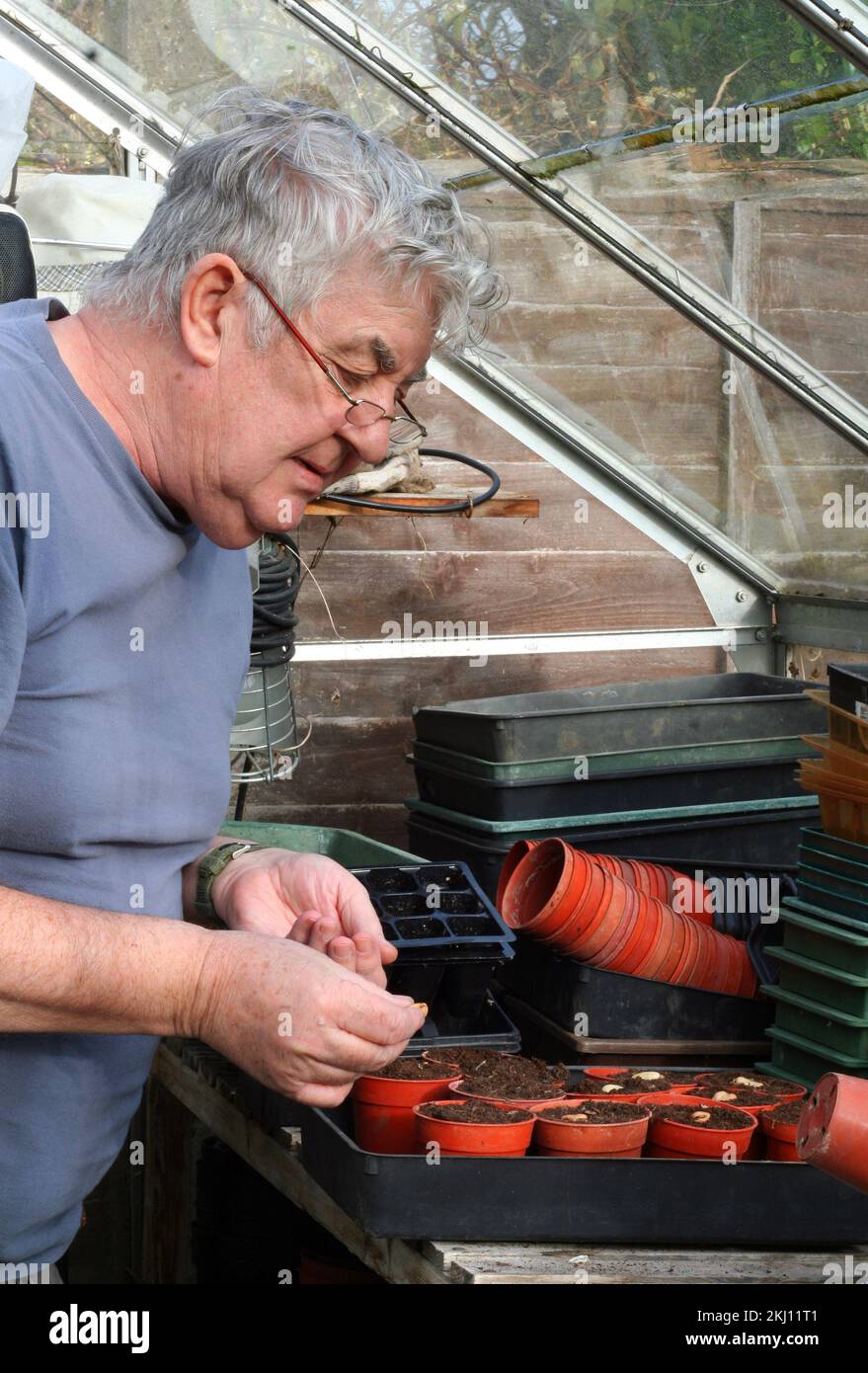 Happy elderly gardener in his greenhouse sowing seeds Stock Photo - Alamy