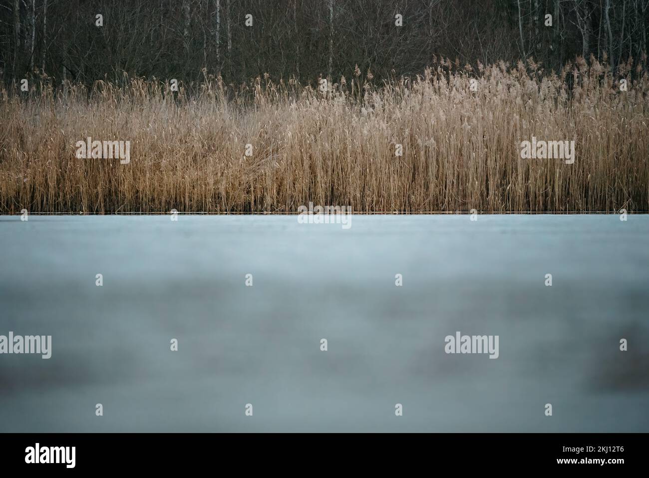 a scenic landscape with snowy field and snow-covered forest in the ...
