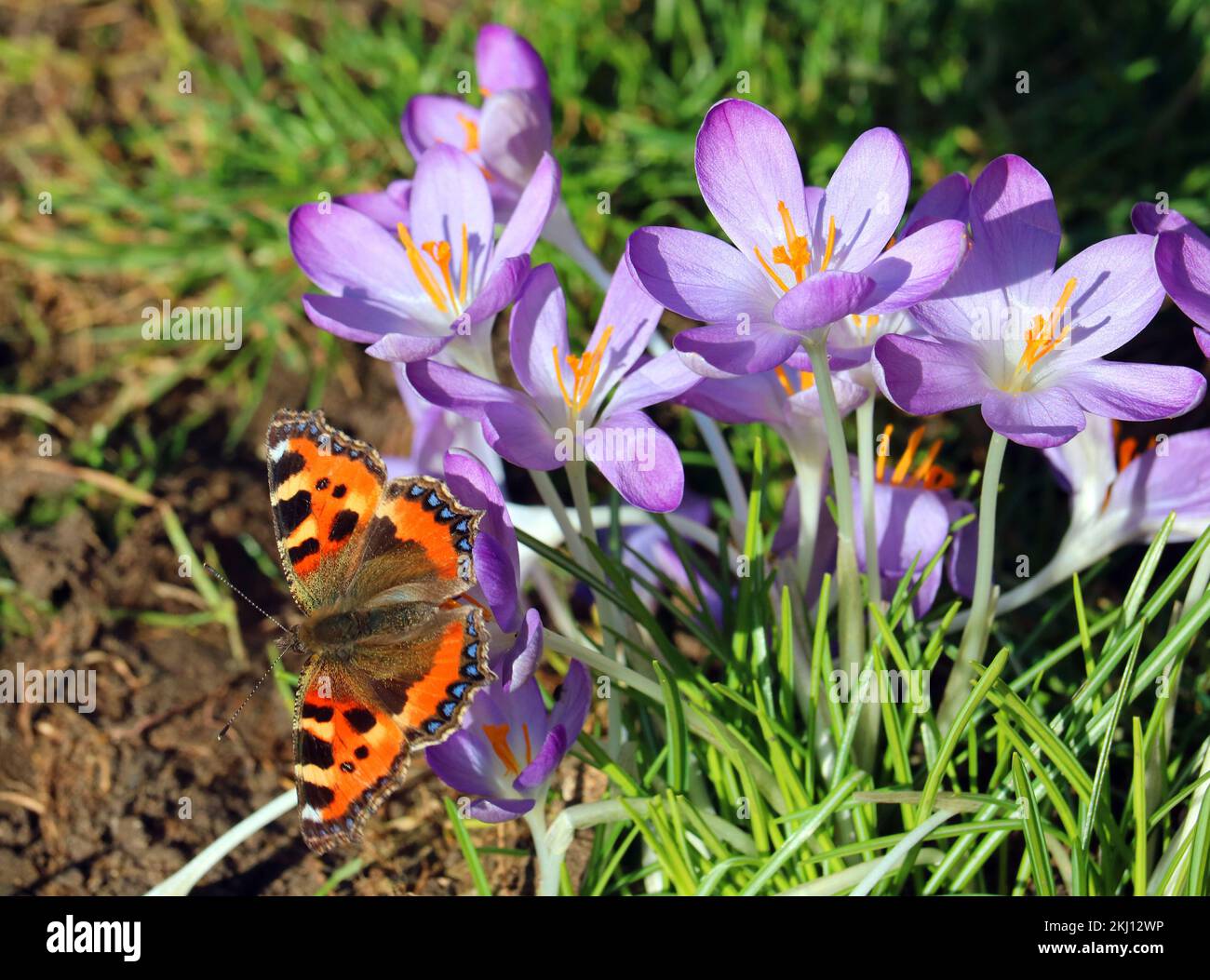 Tortoise shell butterfly (Aglais urticae) with crocus flowers Stock ...