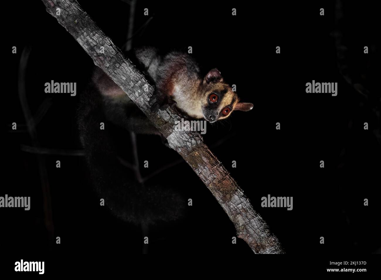 Pale Fork-marked Lemur - Phaner furcifer pallescens, beautiful ...