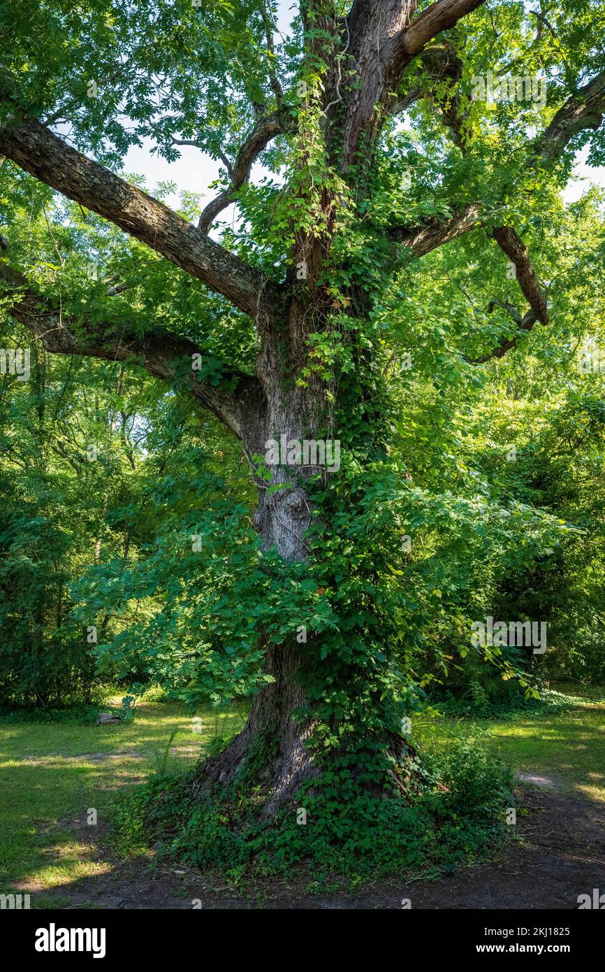 Old oak tree is completely overgrown by climbing plants and weeds Stock ...