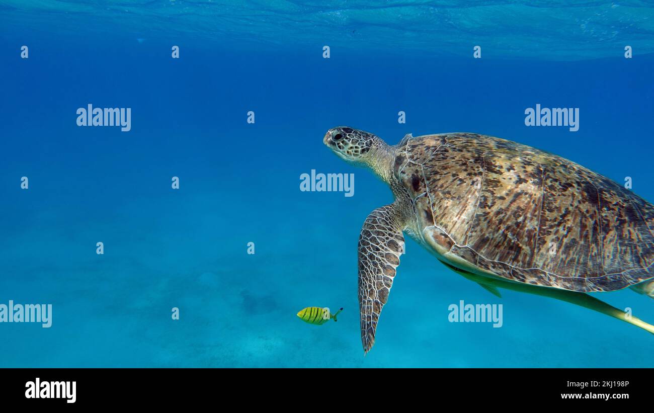 Big Green turtle , Green turtles are the largest of all sea turtles. A ...