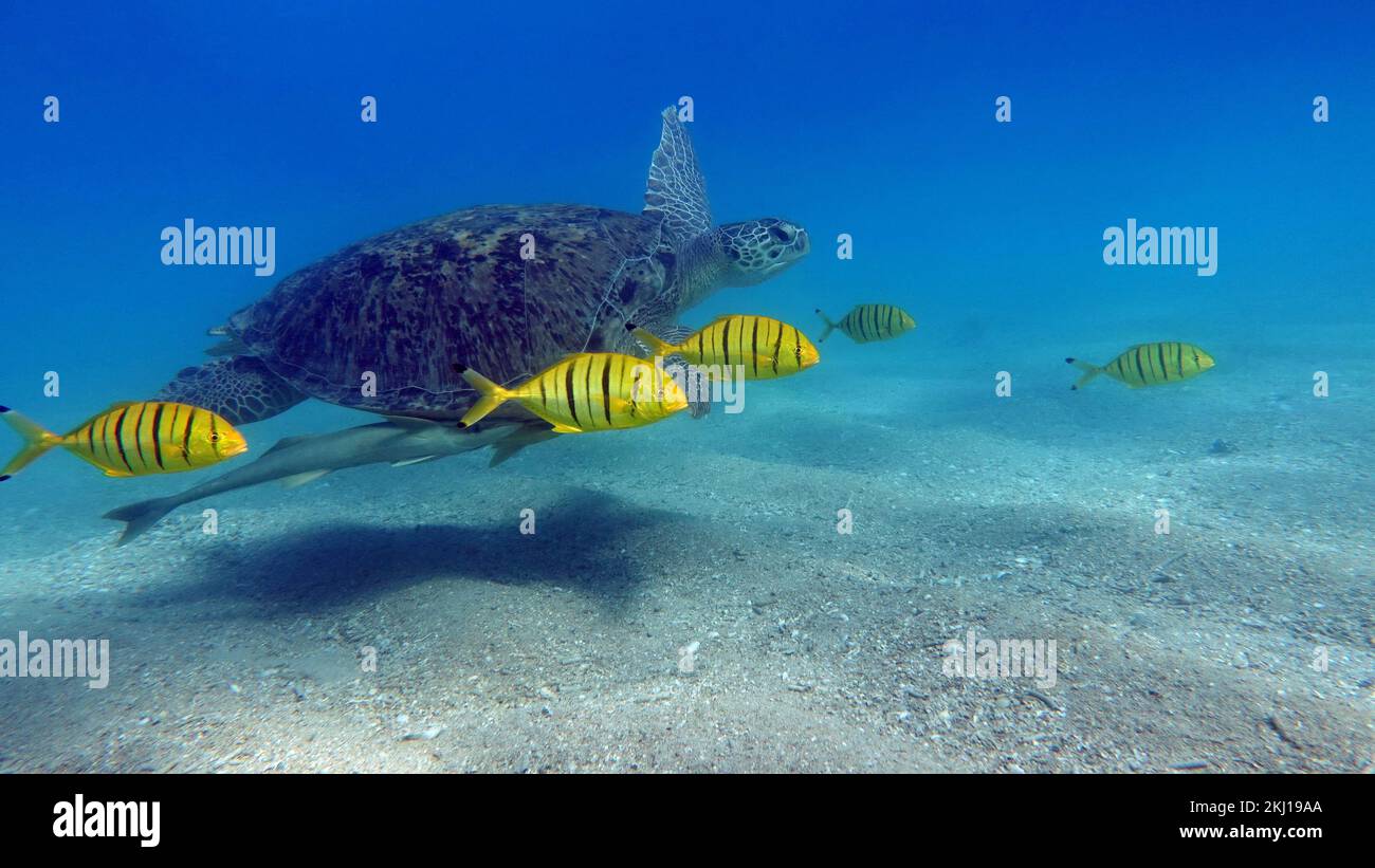 Big Green turtle on the reefs of the Red Sea. Green turtles are the ...