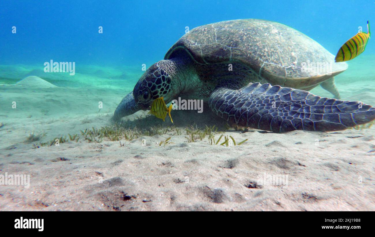 Big Green turtle on the reefs of the Red Sea. Green turtles are the ...