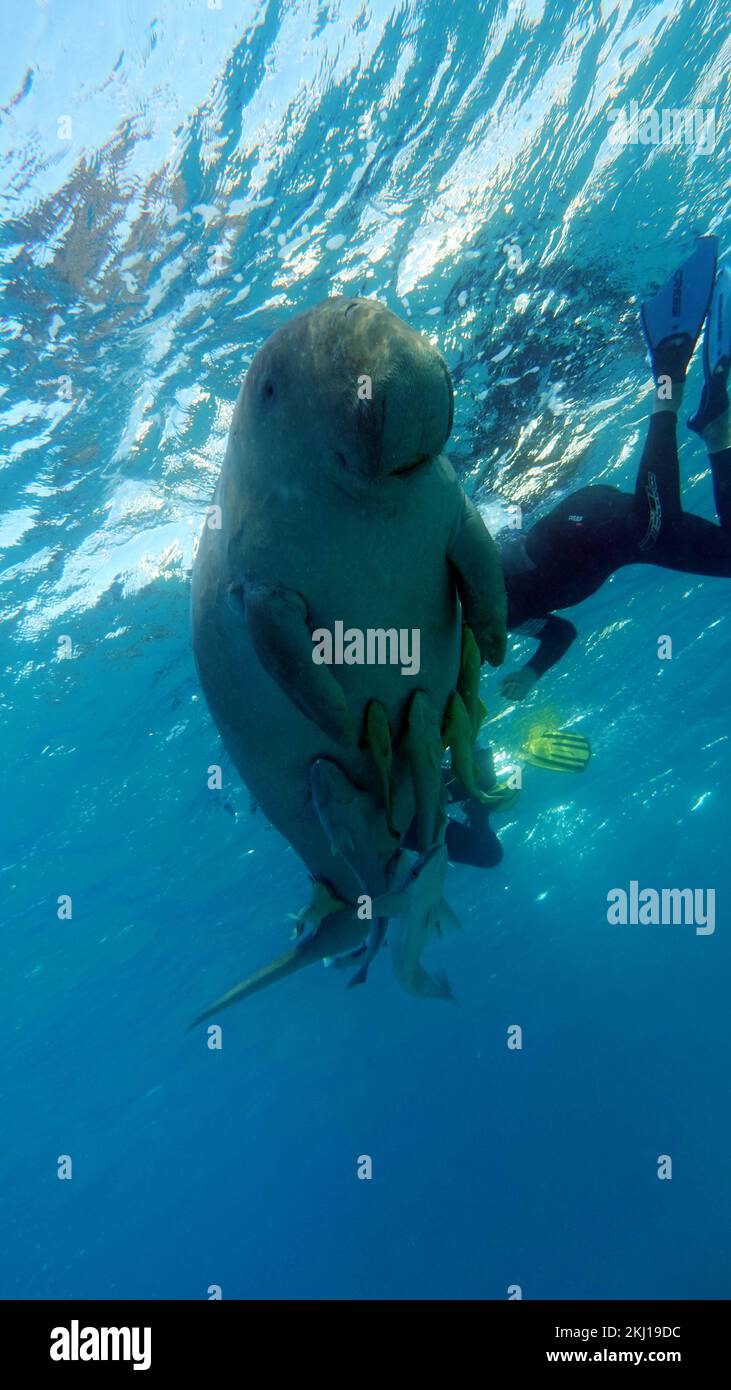 Dugong. Baby dugong from the bay of Marsa Mubarak . Dugongo. Sea Cow in ...