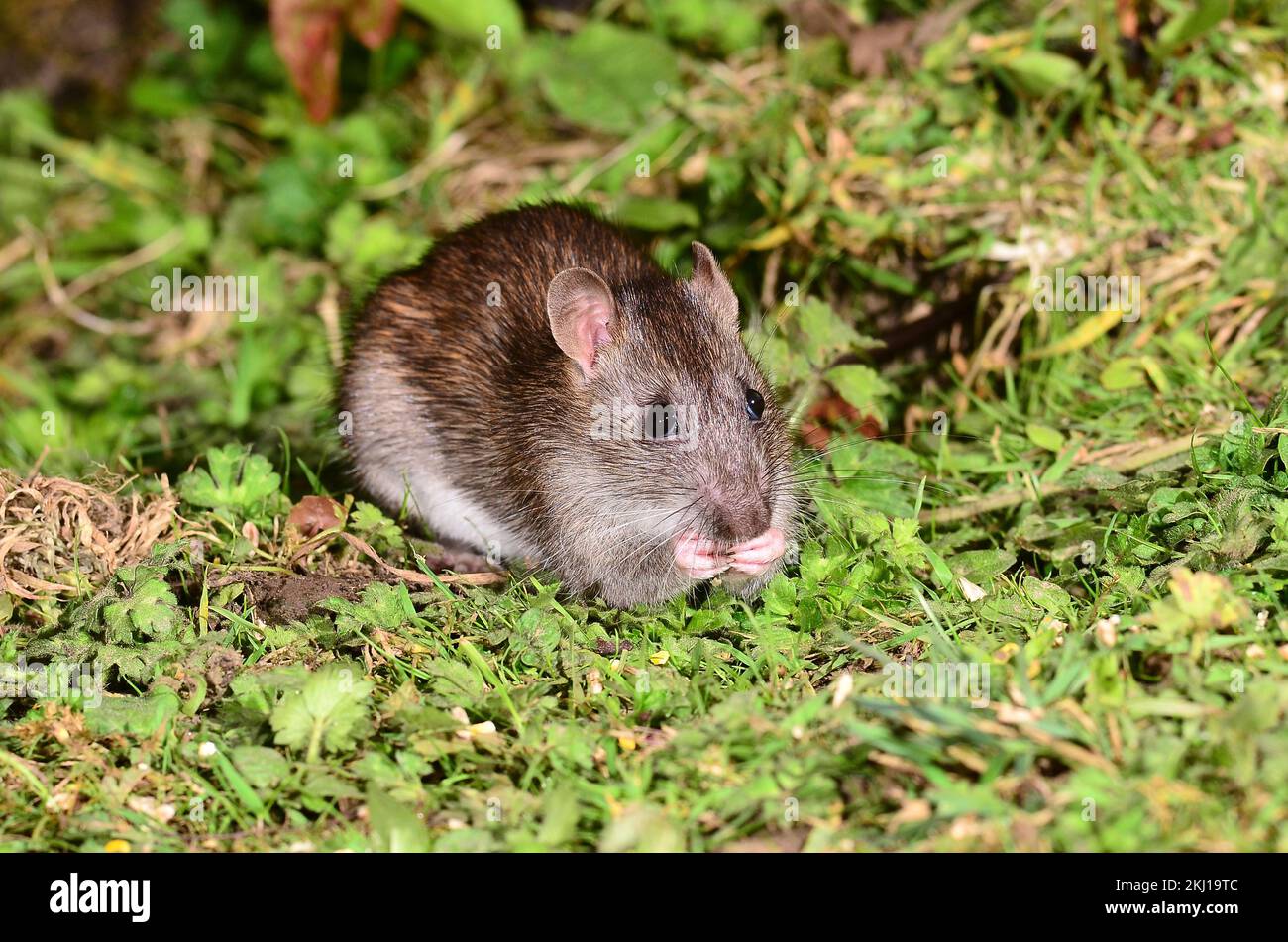 Brown or common rat rattus norvegicus Stock Photo - Alamy