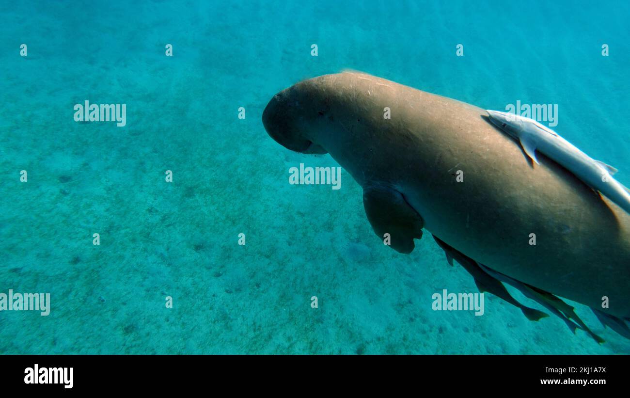 Dugong. Baby dugong from the bay of Marsa Mubarak . Dugongo. Sea Cow in ...