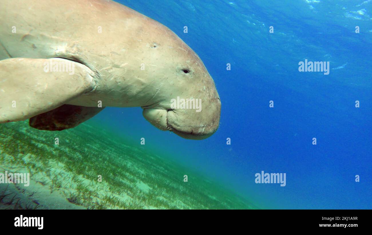 Dugong. Baby dugong from the bay of Marsa Mubarak . Dugongo. Sea Cow in ...