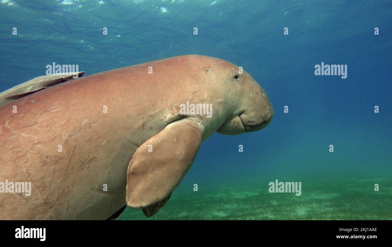 Dugong. Baby dugong from the bay of Marsa Mubarak . Dugongo. Sea Cow in ...