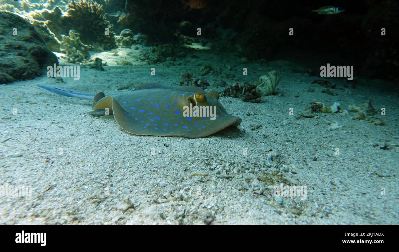 Stingrays - Batoidea Taeniura lymma. Stingray Family, Spotted Stingrays ...