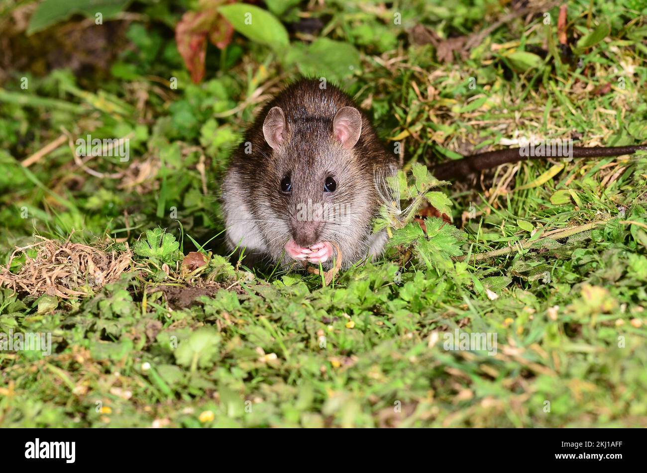 Brown or common rat rattus norvegicus Stock Photo - Alamy