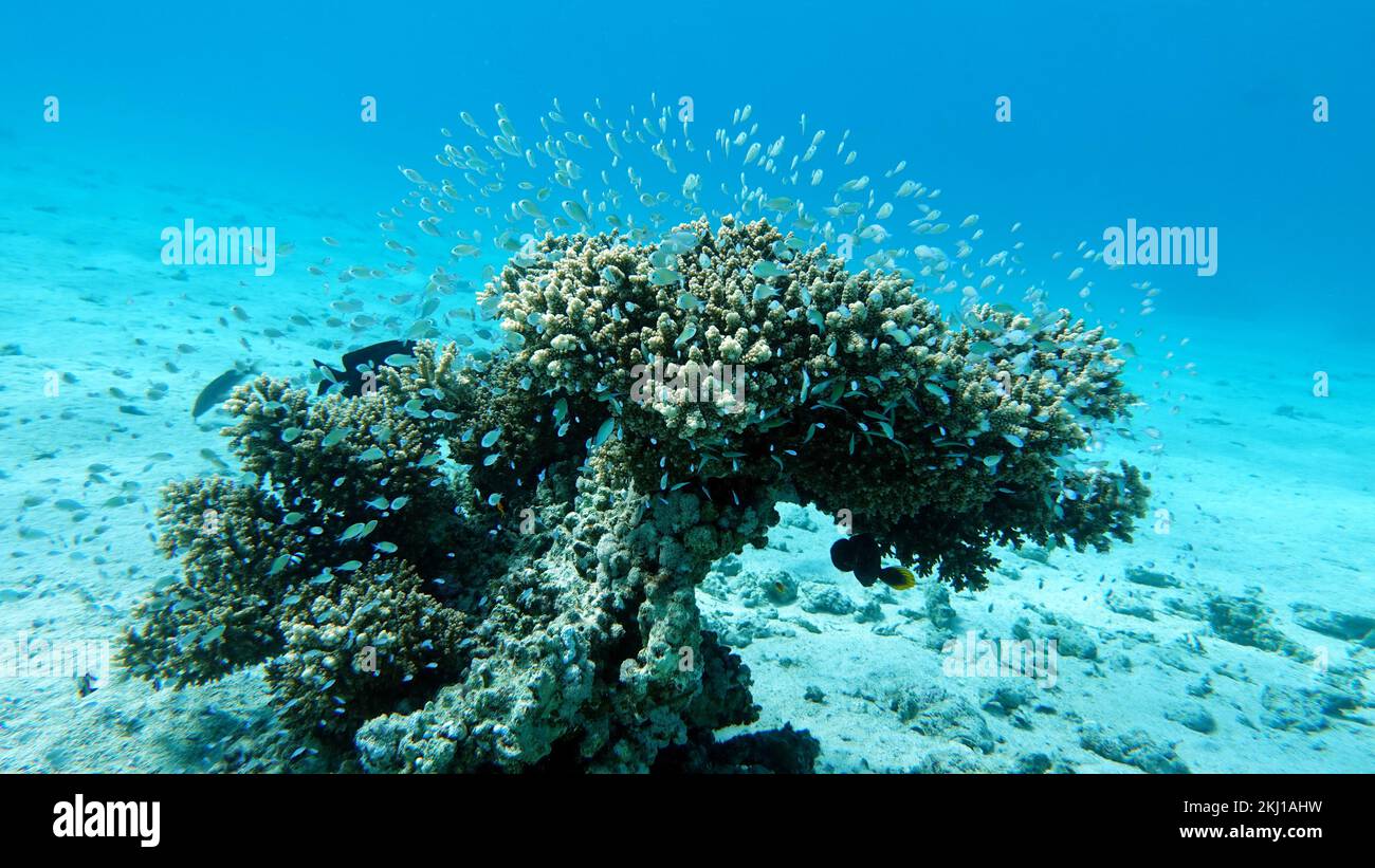 Colorful tropical fish on a coral reef, amazingly beautiful fairy world ...