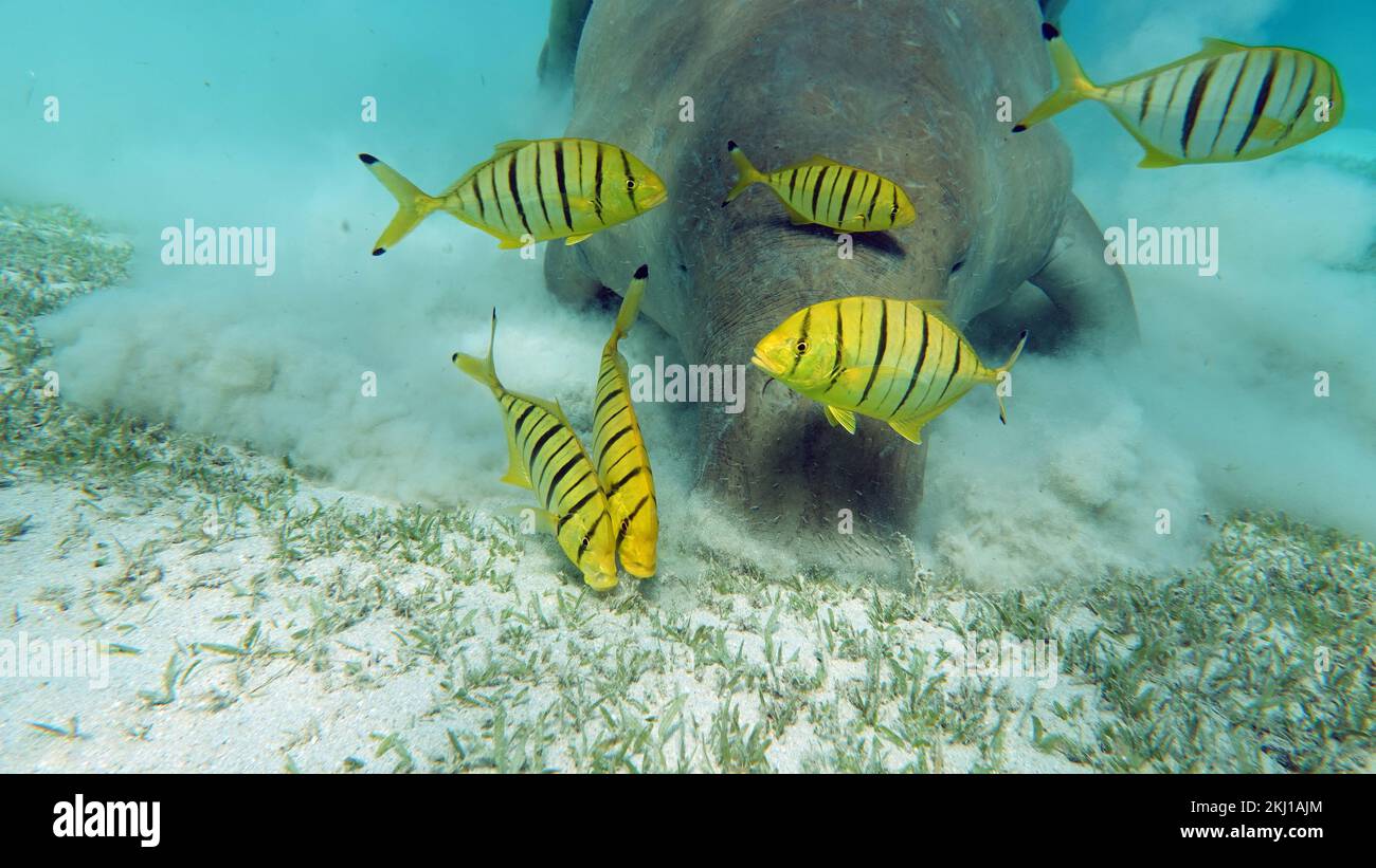 Dugong. Baby dugong from the bay of Marsa Mubarak . Dugongo. Sea Cow in ...