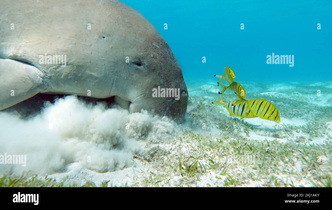Dugong. Baby dugong from the bay of Marsa Mubarak . Dugongo. Sea Cow in ...