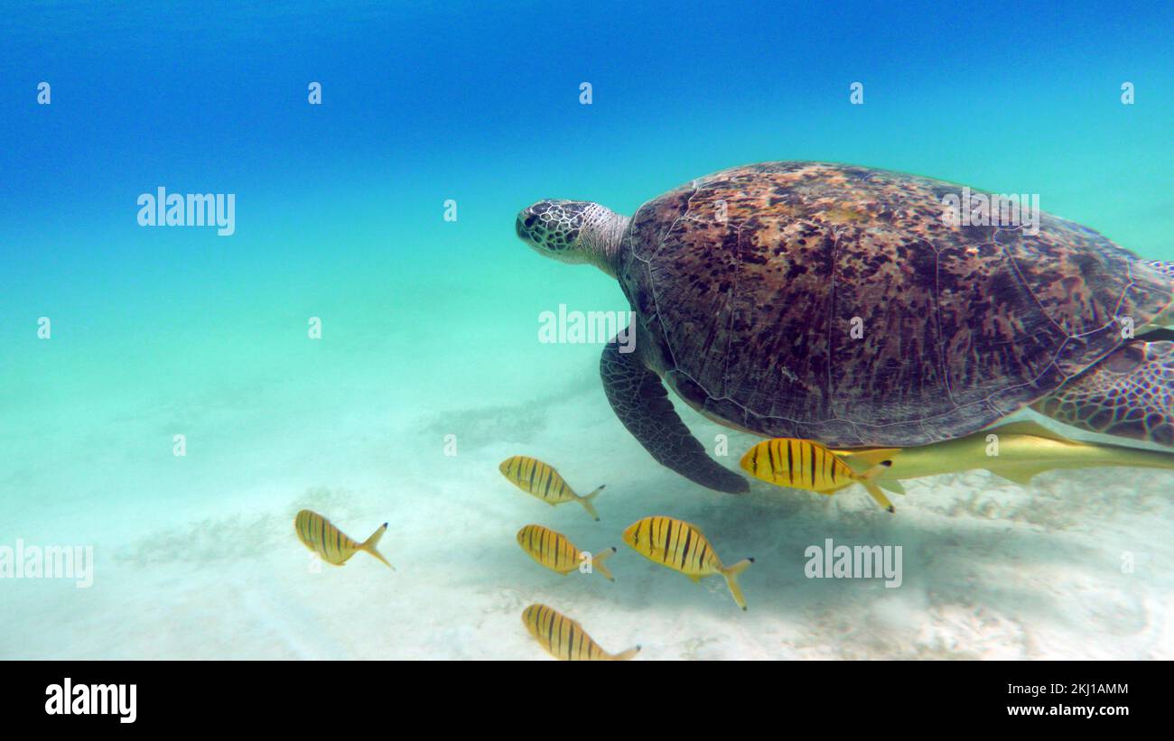 Big Green turtle , Green turtles are the largest of all sea turtles. A ...