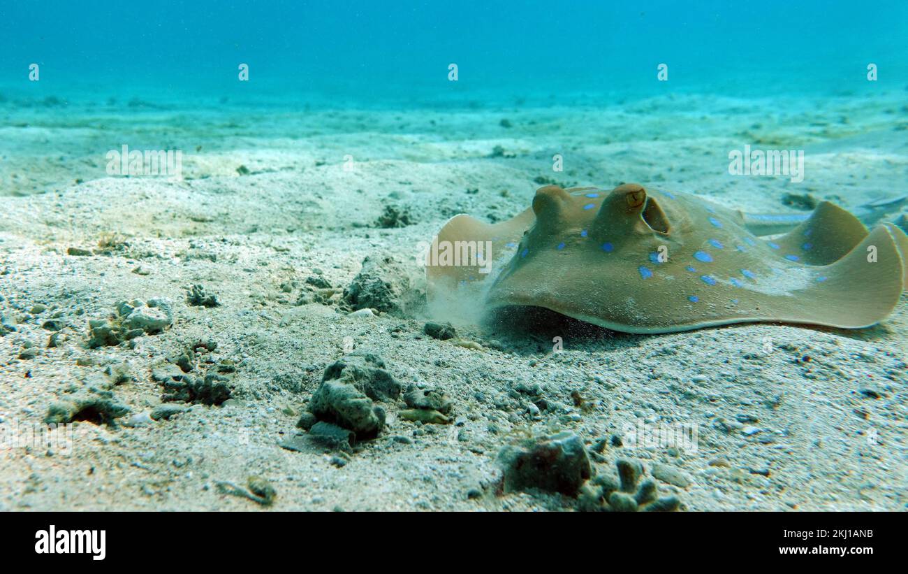 Stingrays - Batoidea Taeniura lymma. Stingray Family, Spotted Stingrays ...
