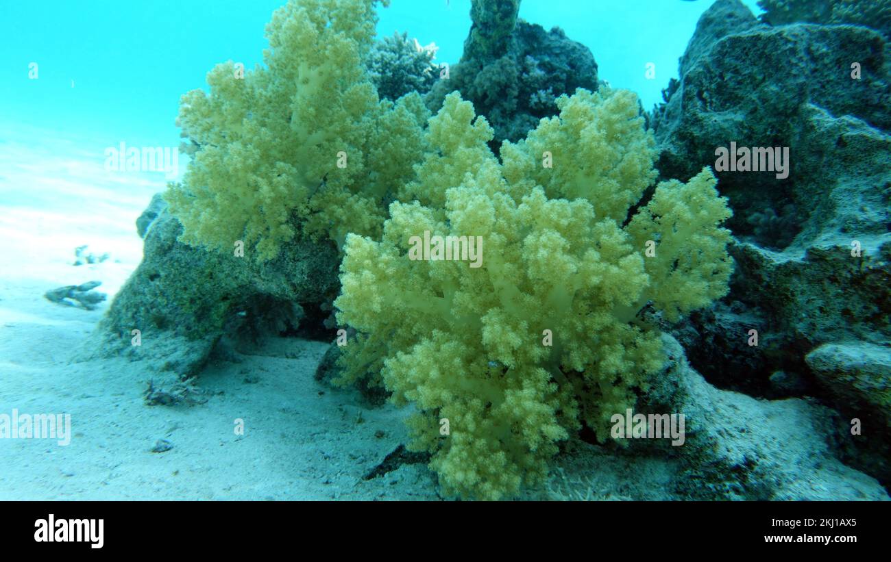 Colorful tropical fish on a coral reef, amazingly beautiful fairy world ...