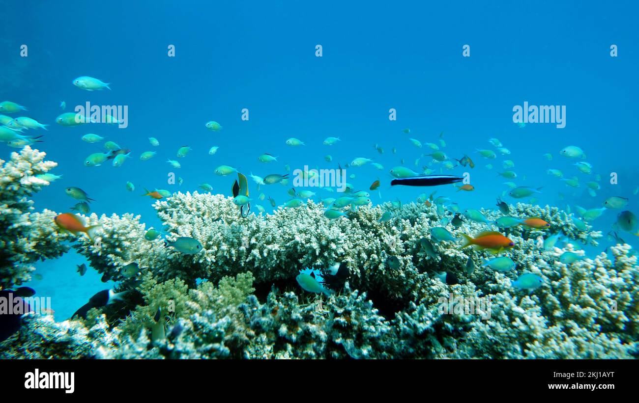 Colorful tropical fish on a coral reef, amazingly beautiful fairy world ...