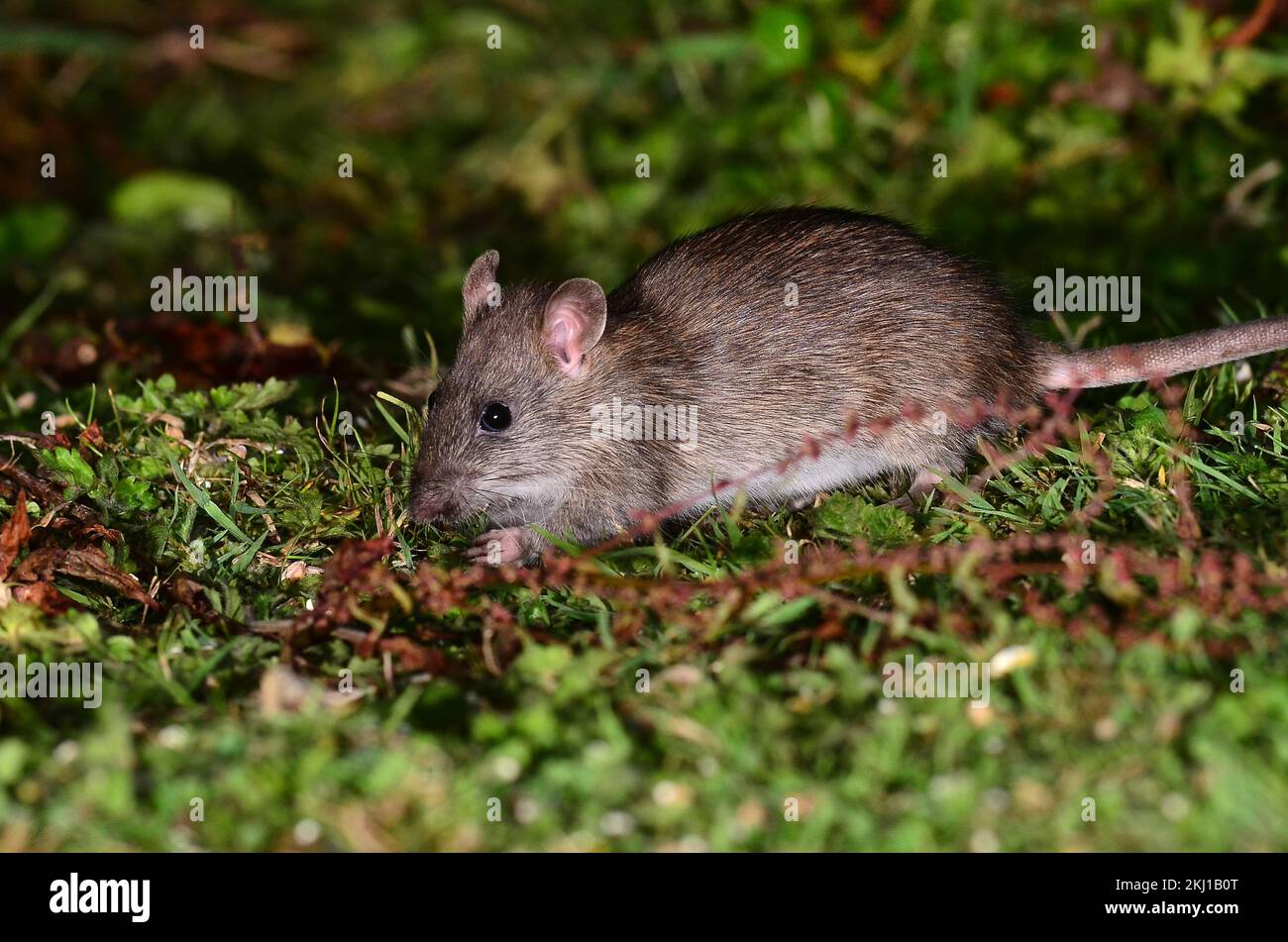 Brown or common rat rattus norvegicus Stock Photo - Alamy